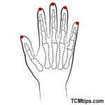 6 Potent Acupressure Points For Menopause - Easy TCM Wisdom : Your Path to DIY Health and Wellness