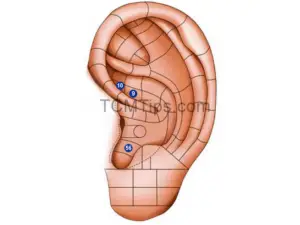 3 Ear Seed Points for Better Digestion and a Flatter Tummy - Easy TCM ...